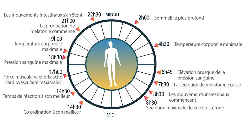 Eclairage Biodynamique - myunilux
